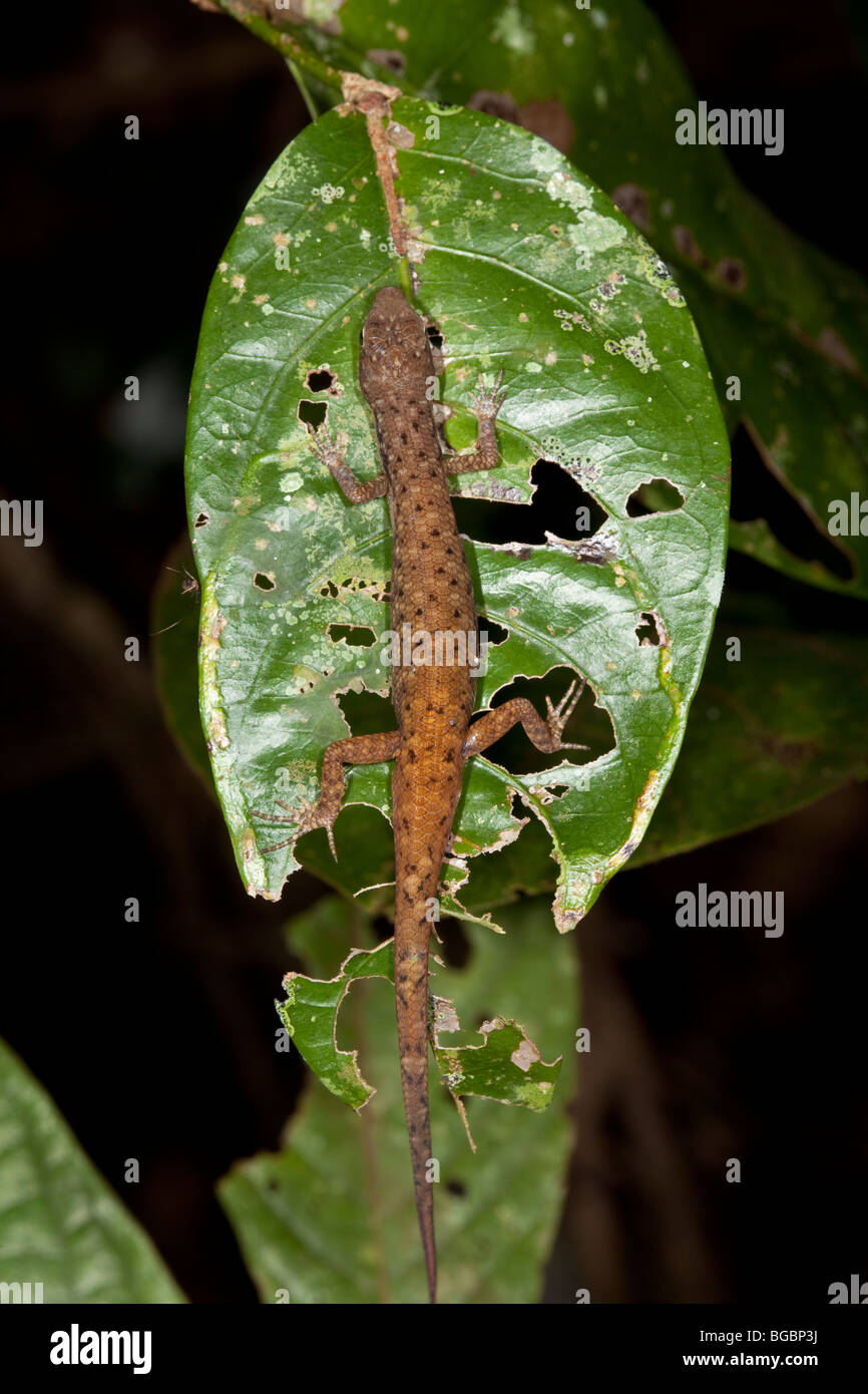 Lizard sleeping hi-res stock photography and images - Alamy
