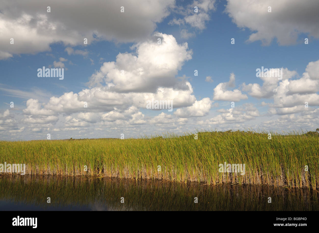 Everglades swamp hi-res stock photography and images - Alamy