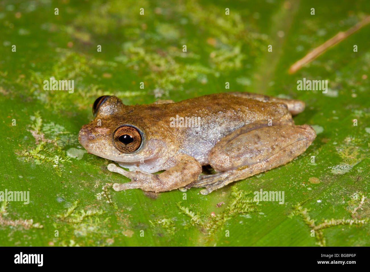 Common Mist Frog, Litoria rheocola, Josephine Falls, Queensland ...