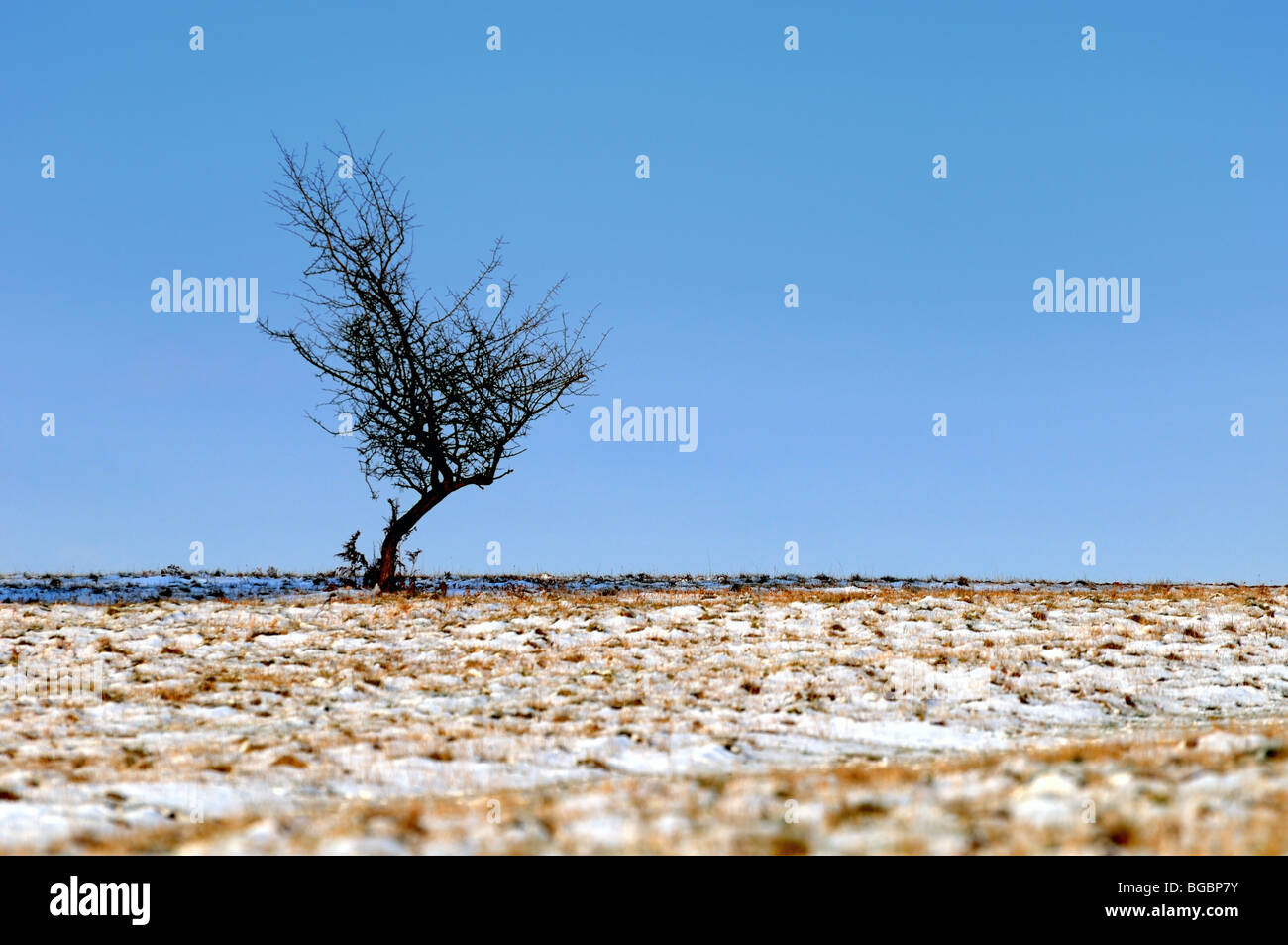 Tree on snowy skyline in Windsor, England Stock Photo - Alamy
