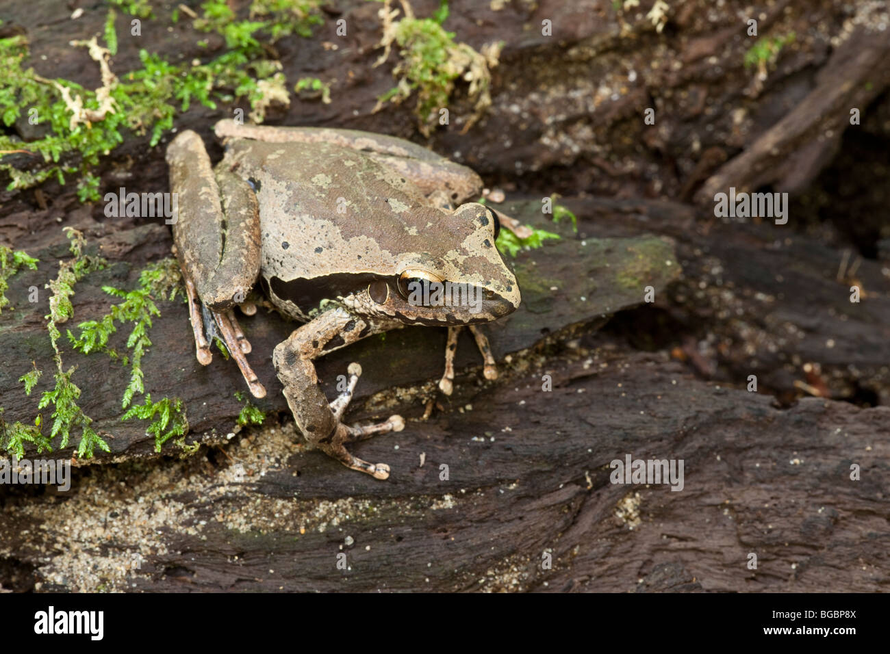 Roth's Tree Frog, Litoria rothii, Josephine Falls, Queensland ...