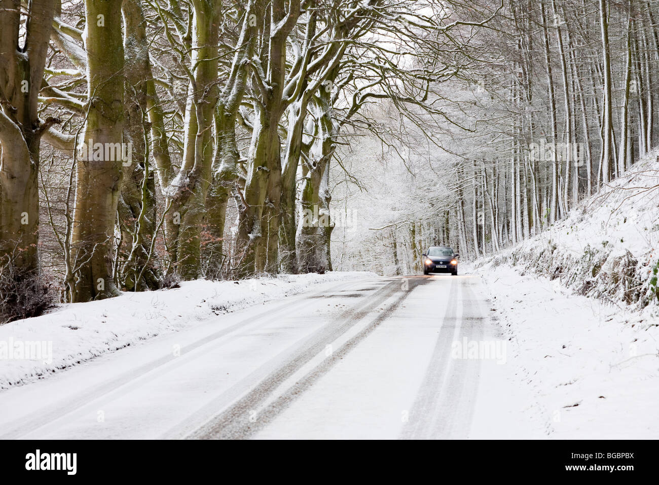 Avenue of Beech Trees and Car in Winter, Fife, Scotland Stock Photo - Alamy