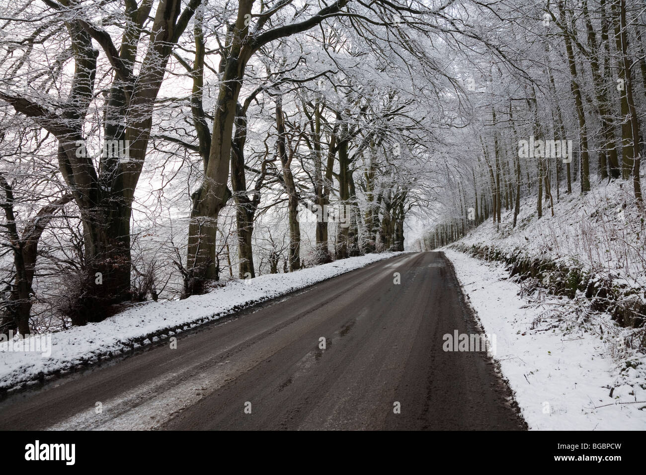 Avenue of Beech Trees in Winter, Fife, Scotland Stock Photo - Alamy