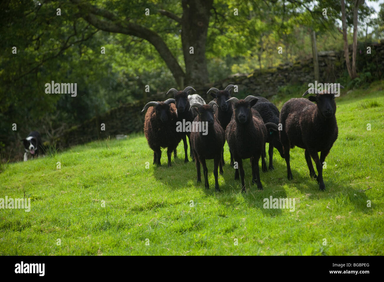 Hebridean sheep wales hi-res stock photography and images - Alamy