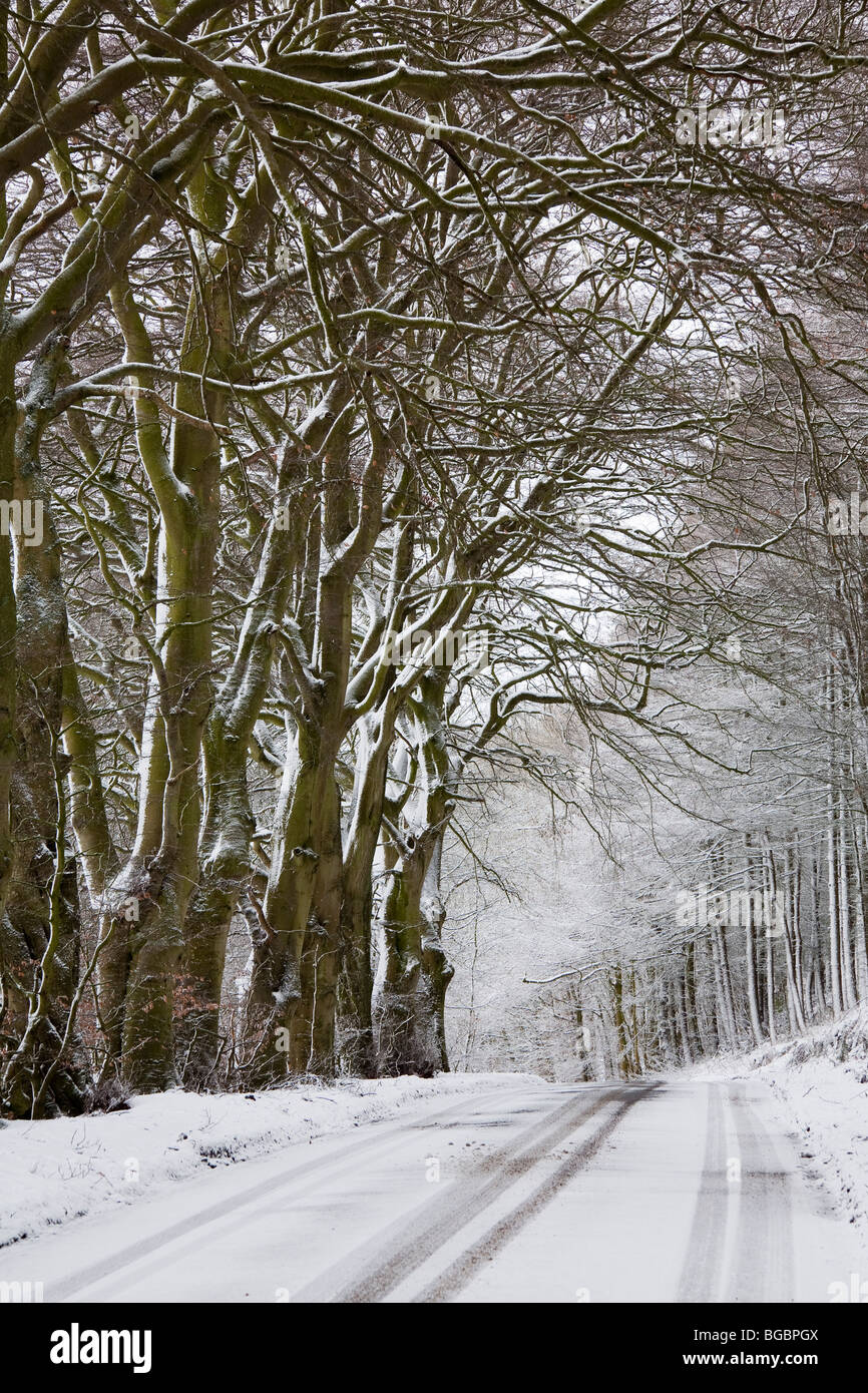 Avenue of Beech Trees in Winter, Fife, Scotland Stock Photo - Alamy