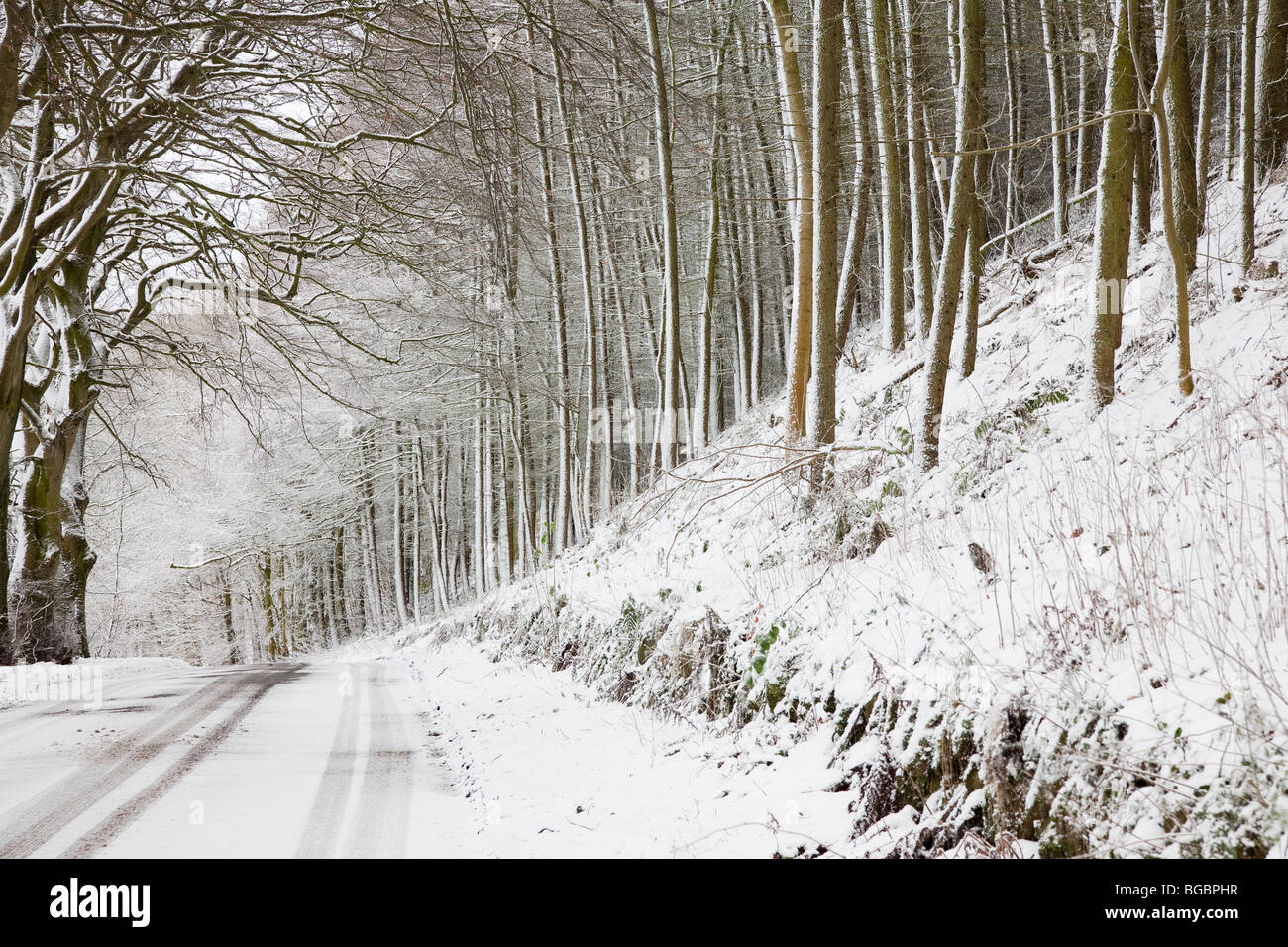 Avenue of Beech Trees in Winter, Fife, Scotland Stock Photo - Alamy