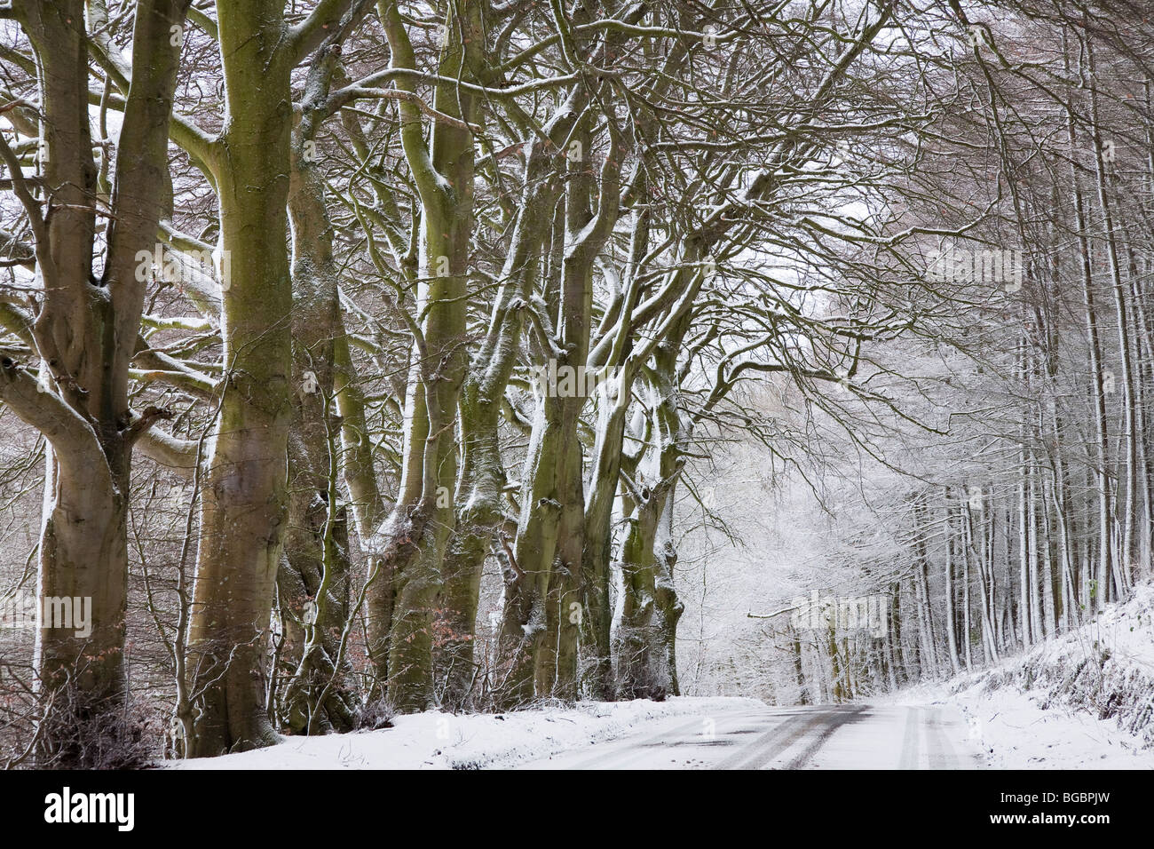 Avenue of Beech Trees in Winter, Fife, Scotland Stock Photo - Alamy