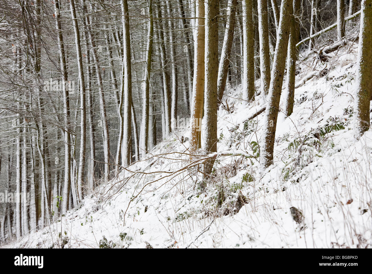 Trees in slope hi-res stock photography and images - Alamy Trees in slope hi-res stock photography and images - Alamy