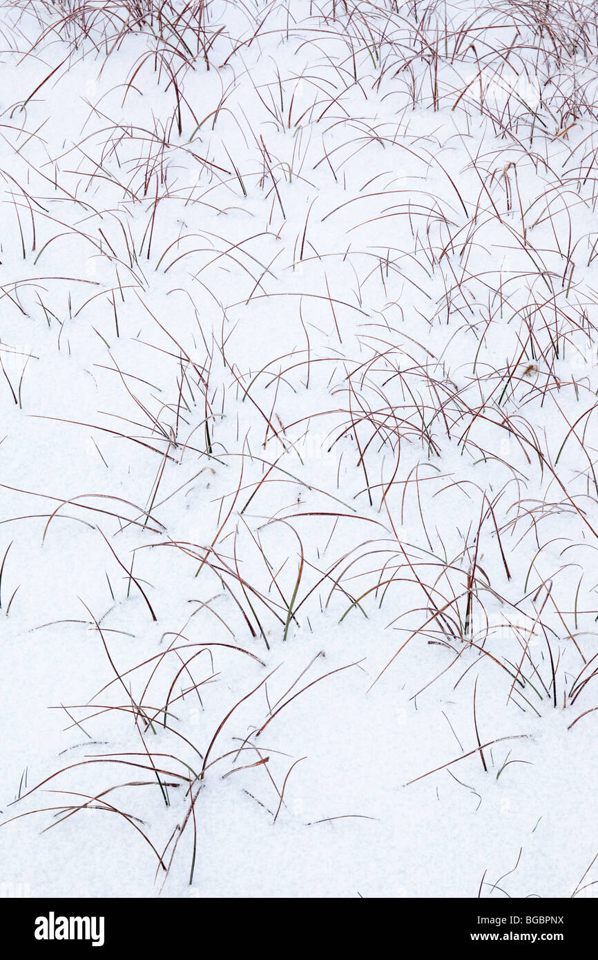 Moor Grass Stock Photos & Moor Grass Stock Images - Alamy