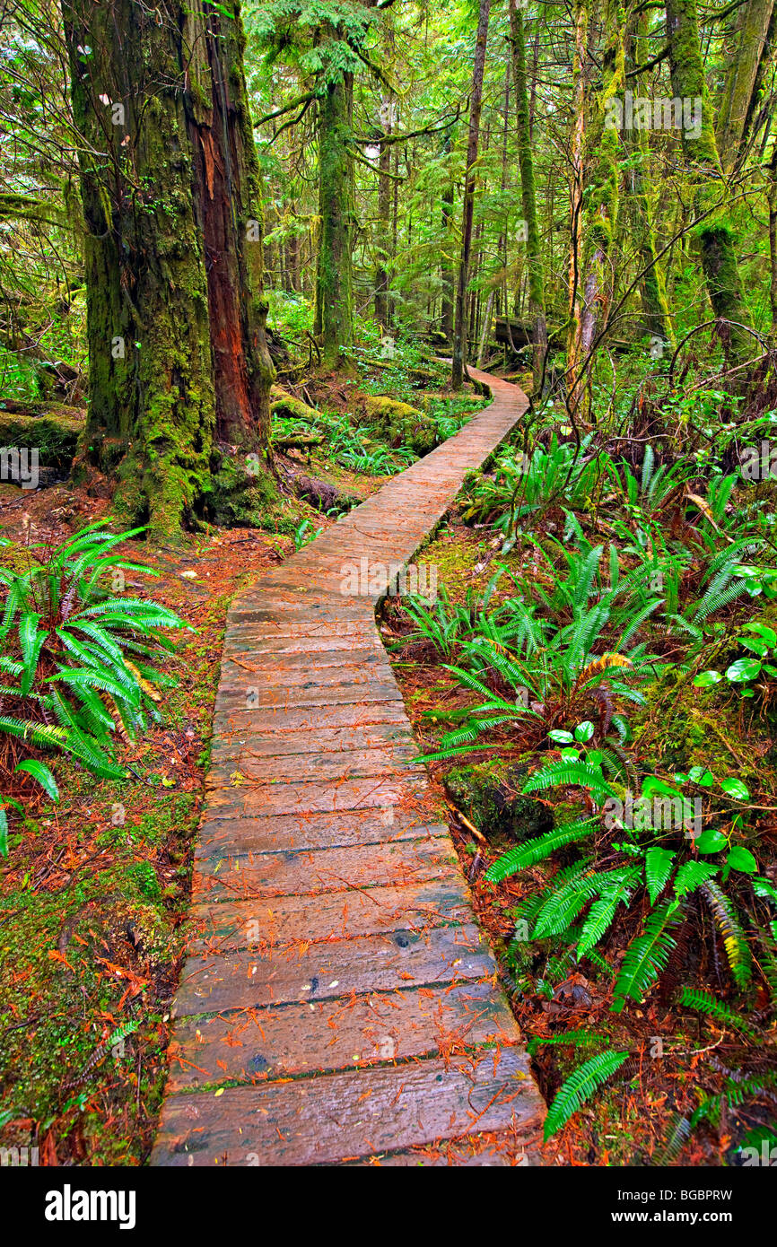 Boardwalk winding along the Rainforest Trail in the coastal rainforest ...