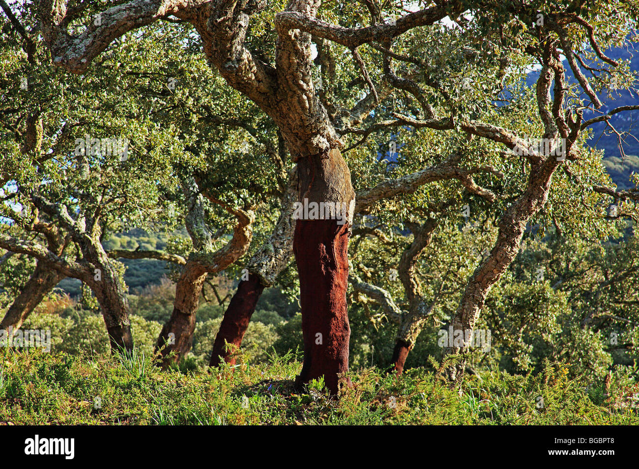 Old Cork Oak tree; Andalucia, Spain Stock Photo - Alamy