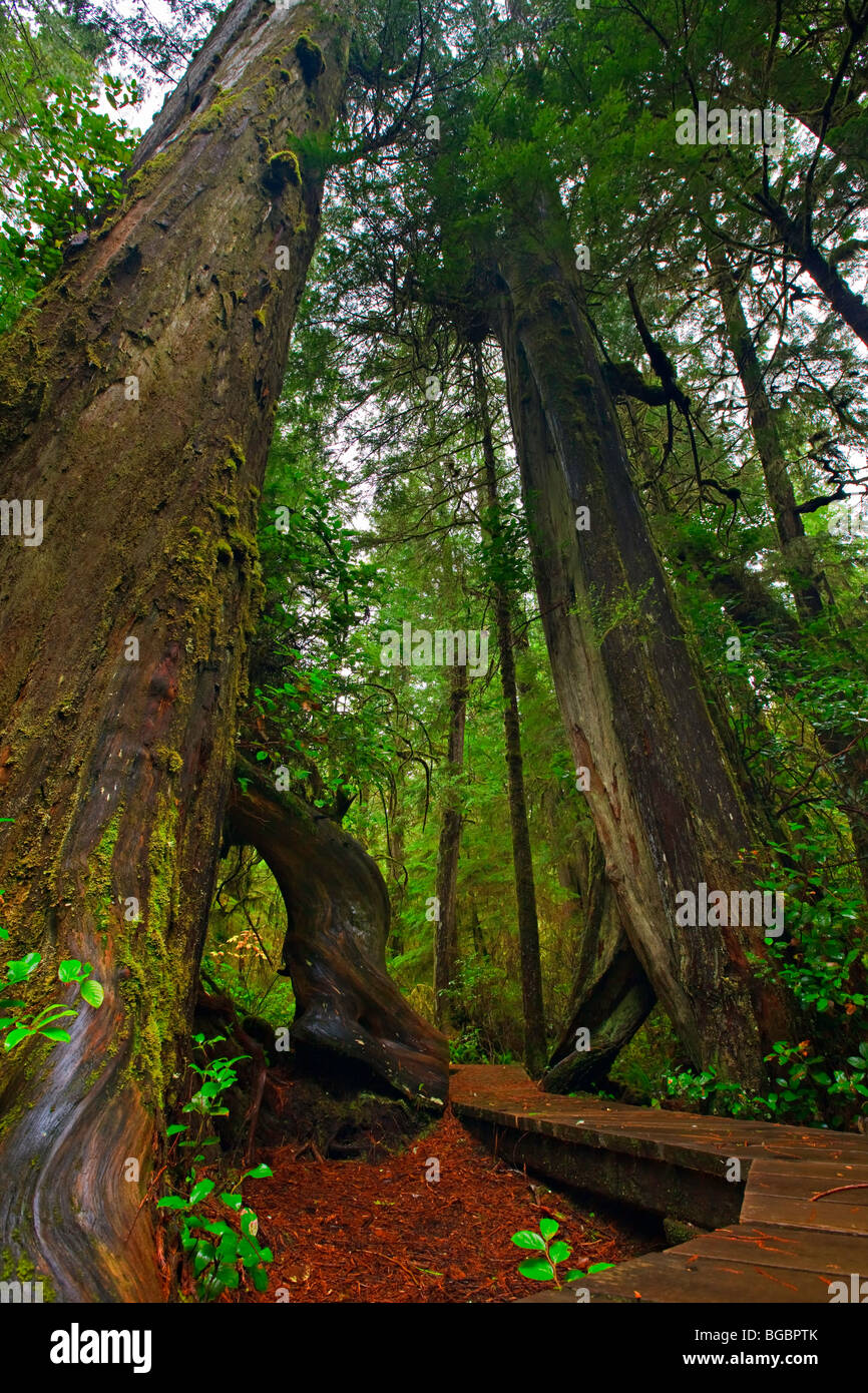 Pacific rim national park reserve hi-res stock photography and images ...