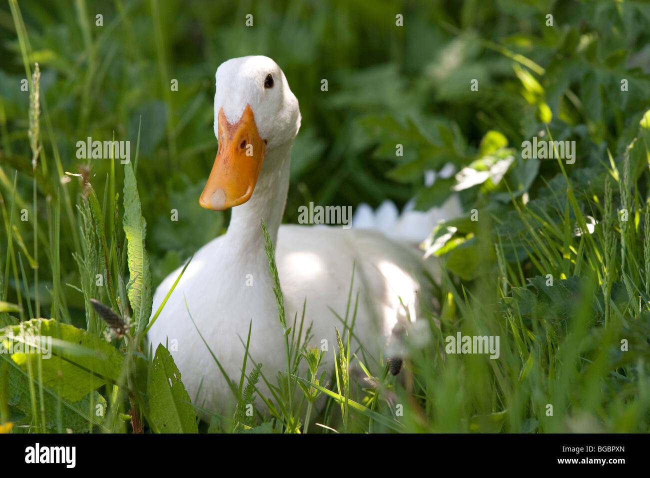 Duck in shade hi-res stock photography and images - Alamy
