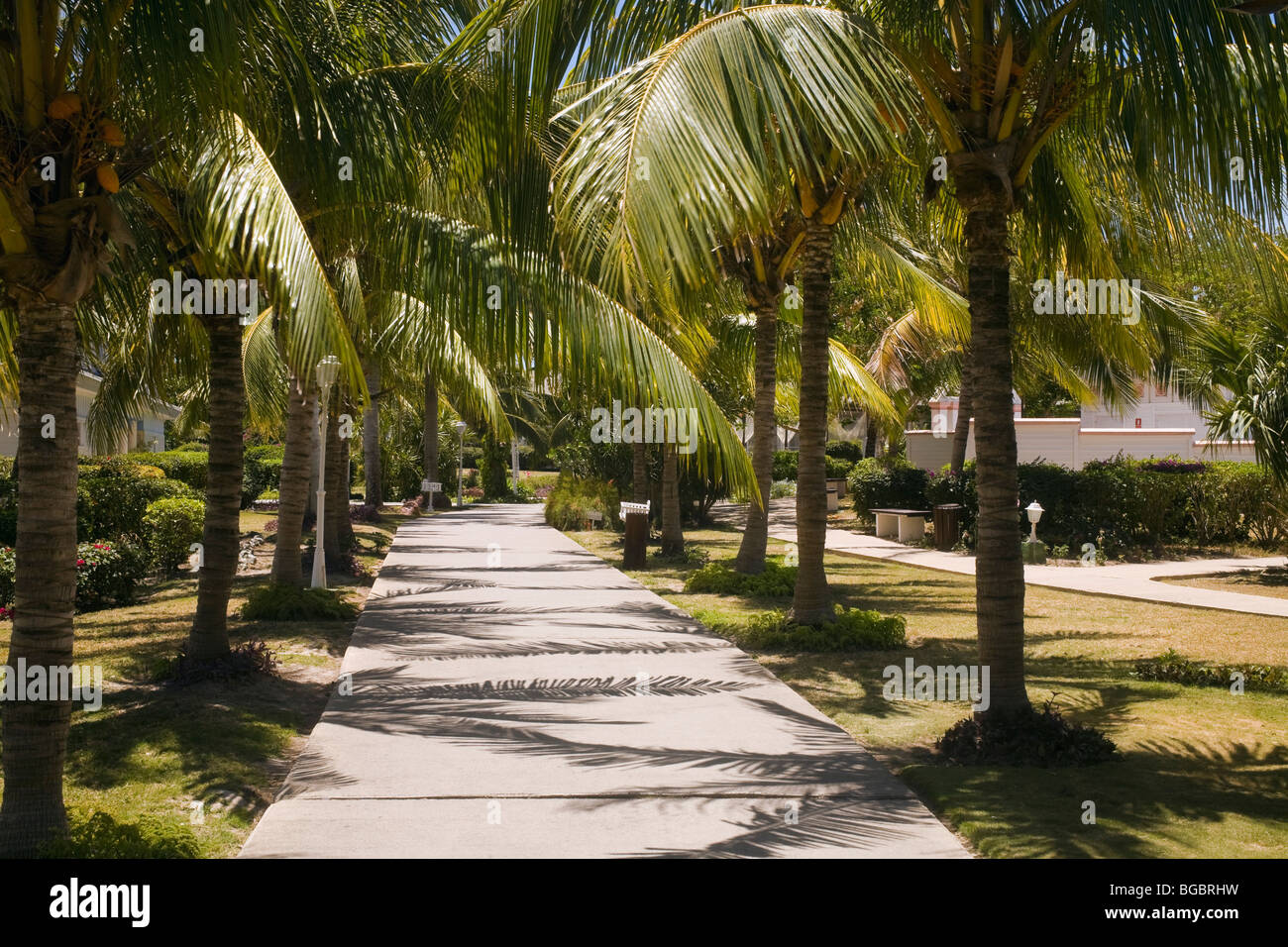 Palm tree lined pathway hi-res stock photography and images - Alamy
