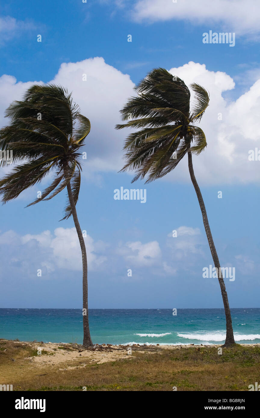 Palm trees on beach; Carribbean, Cuba Stock Photo - Alamy