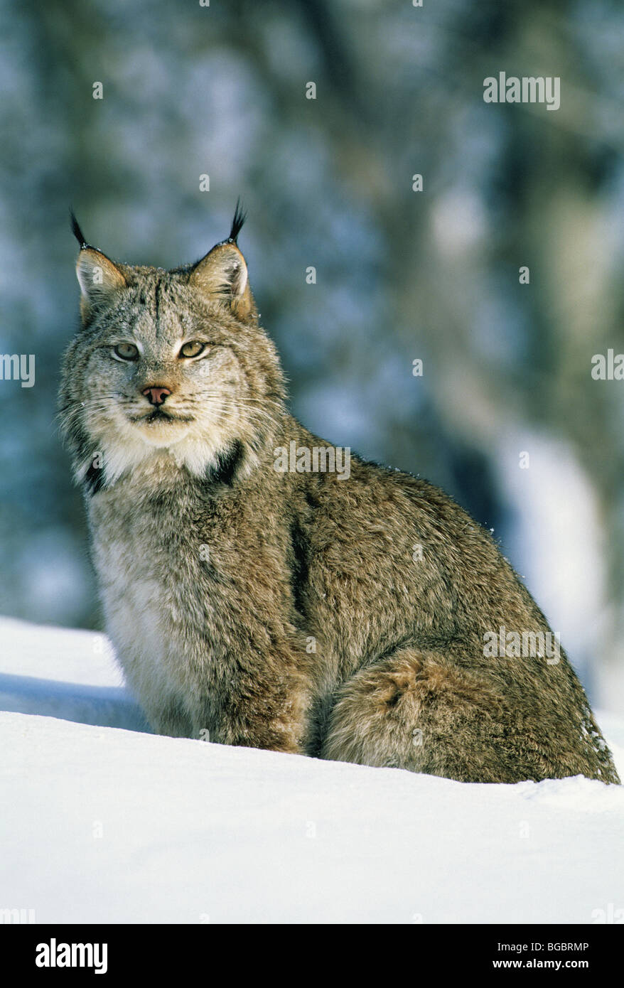 Canada Lynx in snow, (Felis lynx), winter, north Montana. CAPTIVE Stock ...