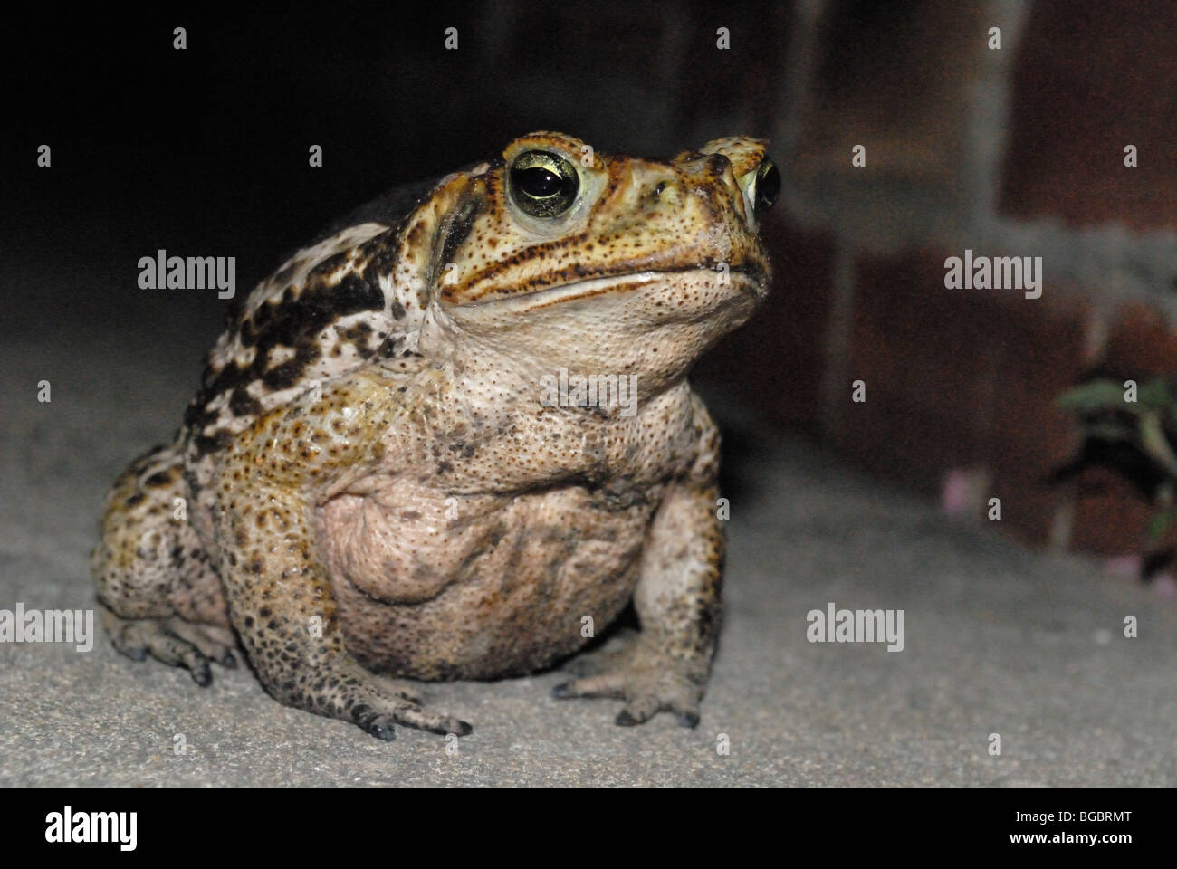 Toad staring hi-res stock photography and images - Alamy