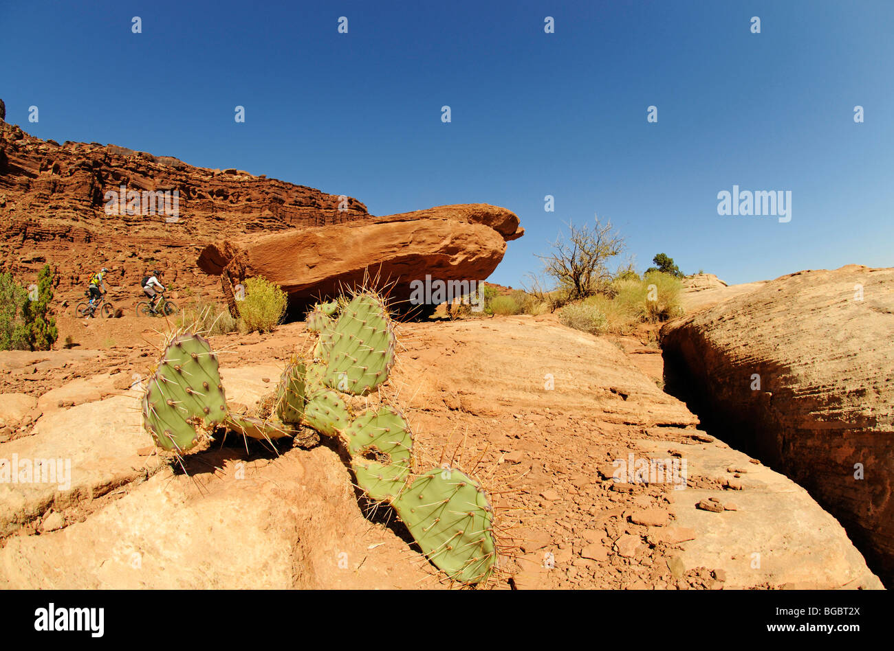 Mountain bikers, White Rim Trail, Moab, Utah, USA Stock Photo - Alamy