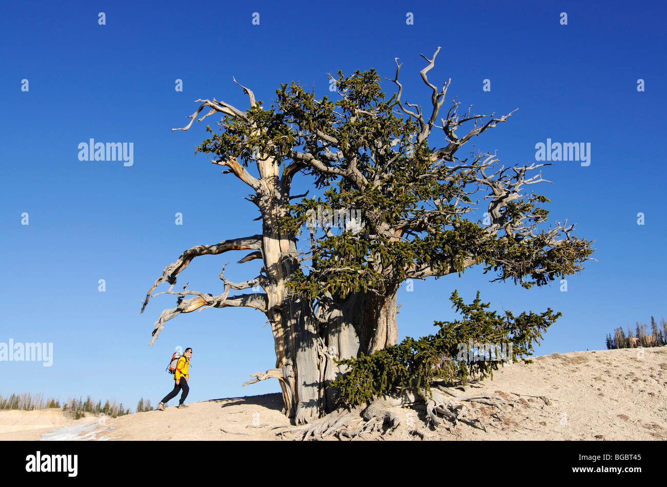Hiker on the Ramparts Trail, Cedar Breaks National Monument, Dixie ...