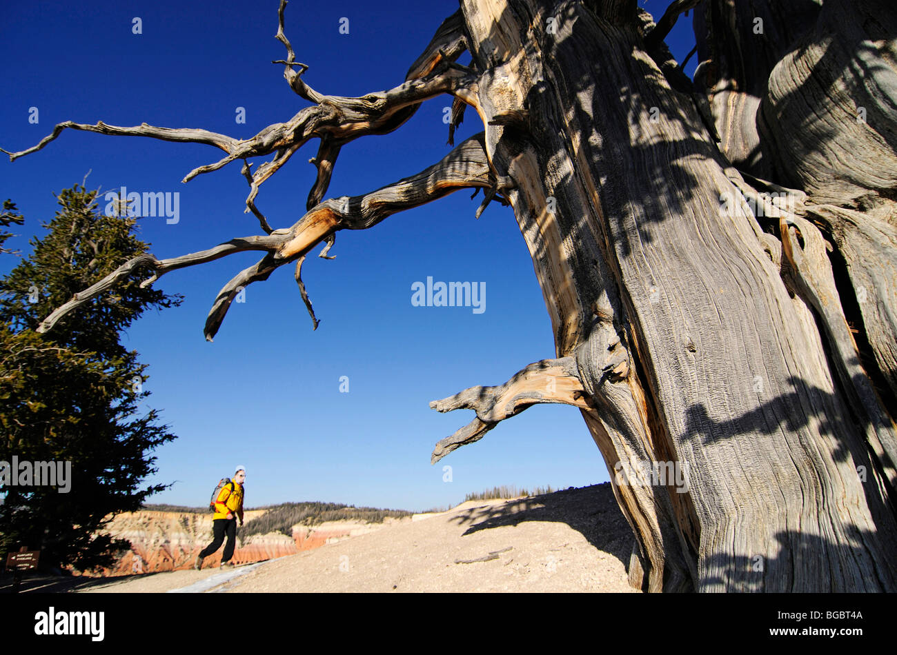 Hiker on the Ramparts Trail, Cedar Breaks National Monument, Dixie ...