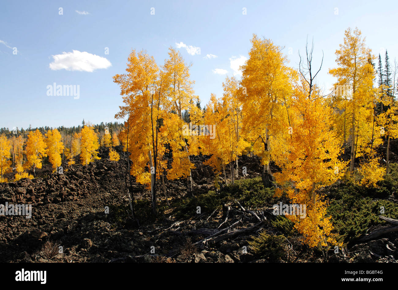 Lava fields, aspen trees (Populus tremula) in fall, Dixie National ...