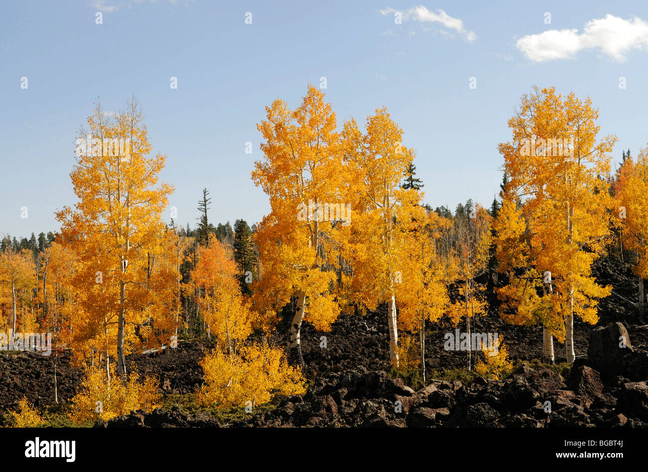 Lava fields, aspen trees (Populus tremula) in fall, Dixie National ...