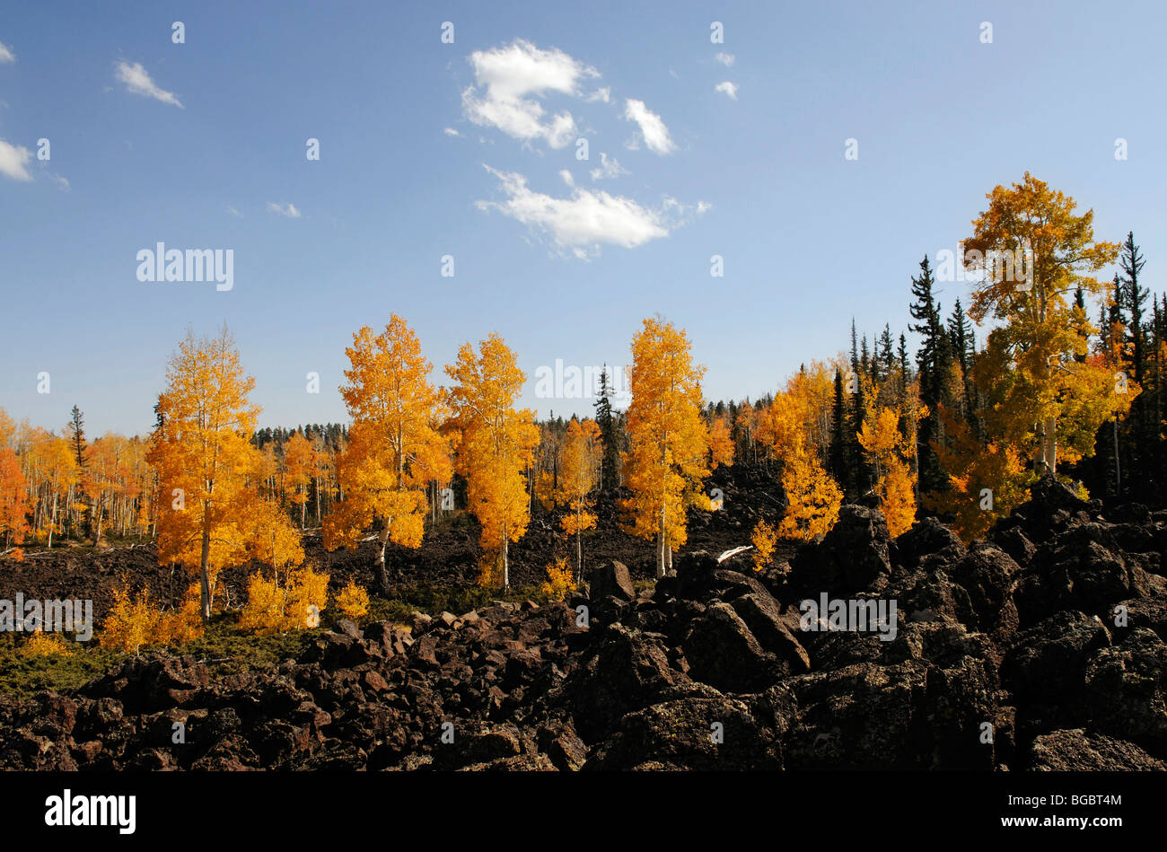 Lava fields, aspen trees (Populus tremula) in fall, Dixie National ...