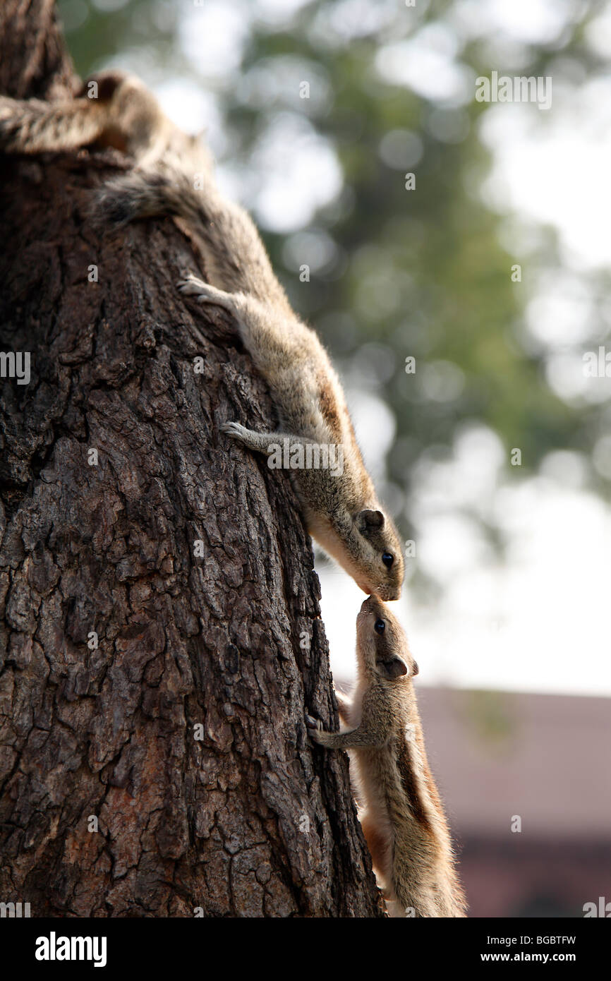Squirrels, two, animal, rodent, tree trunk, wildlife Stock Photo - Alamy