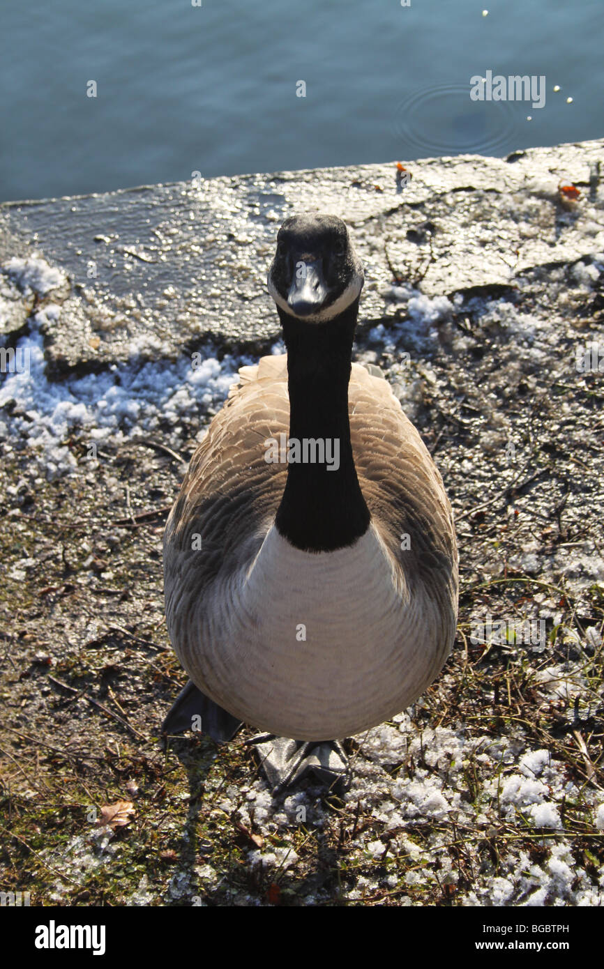 Canada goose london hi-res stock photography and images - Alamy