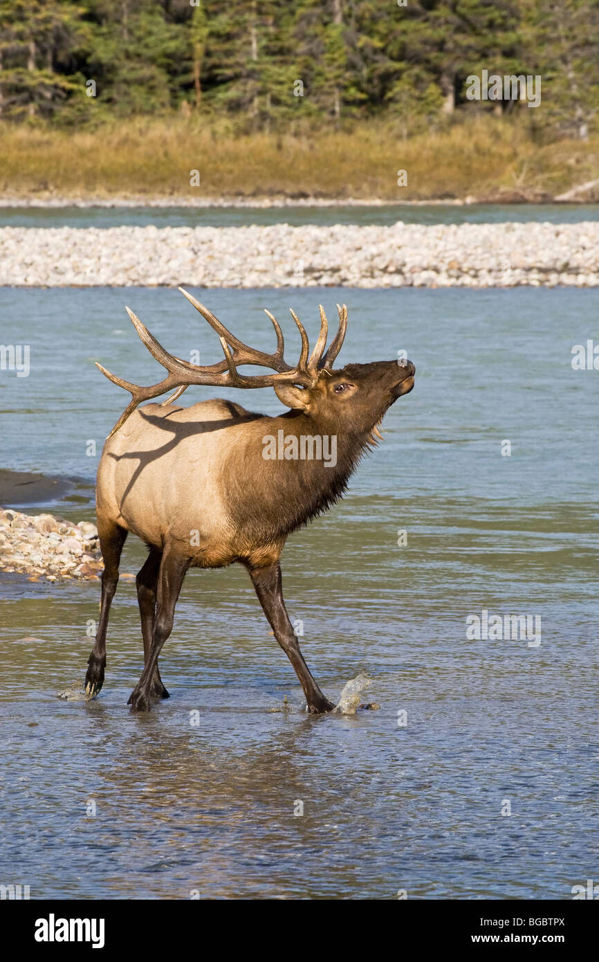 charging Bull Elk display and aggression during the annual rut Stock ...