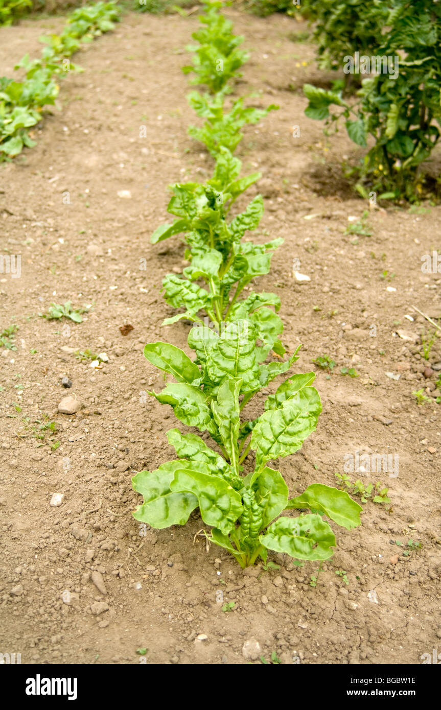 Soppu basale hi-res stock photography and images - Alamy