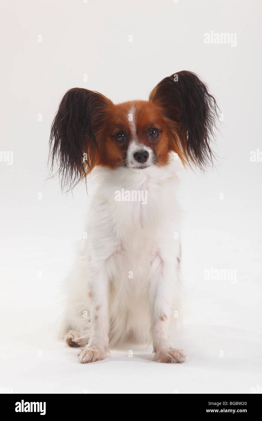 Papillon / Continental Toy Spaniel, Butterfly Dog Stock Photo - Alamy