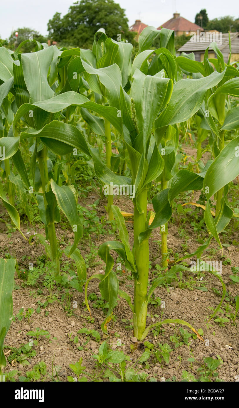 Sweet corn growing in a square plot on an allotment Stock Photo - Alamy