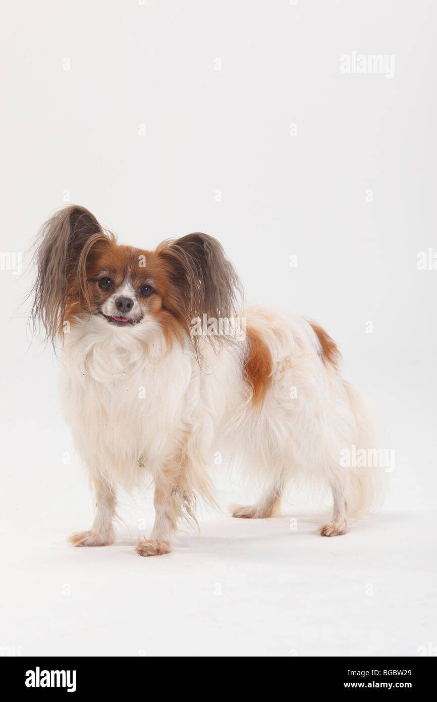 Papillon / Continental Toy Spaniel, Butterfly Dog Stock Photo - Alamy
