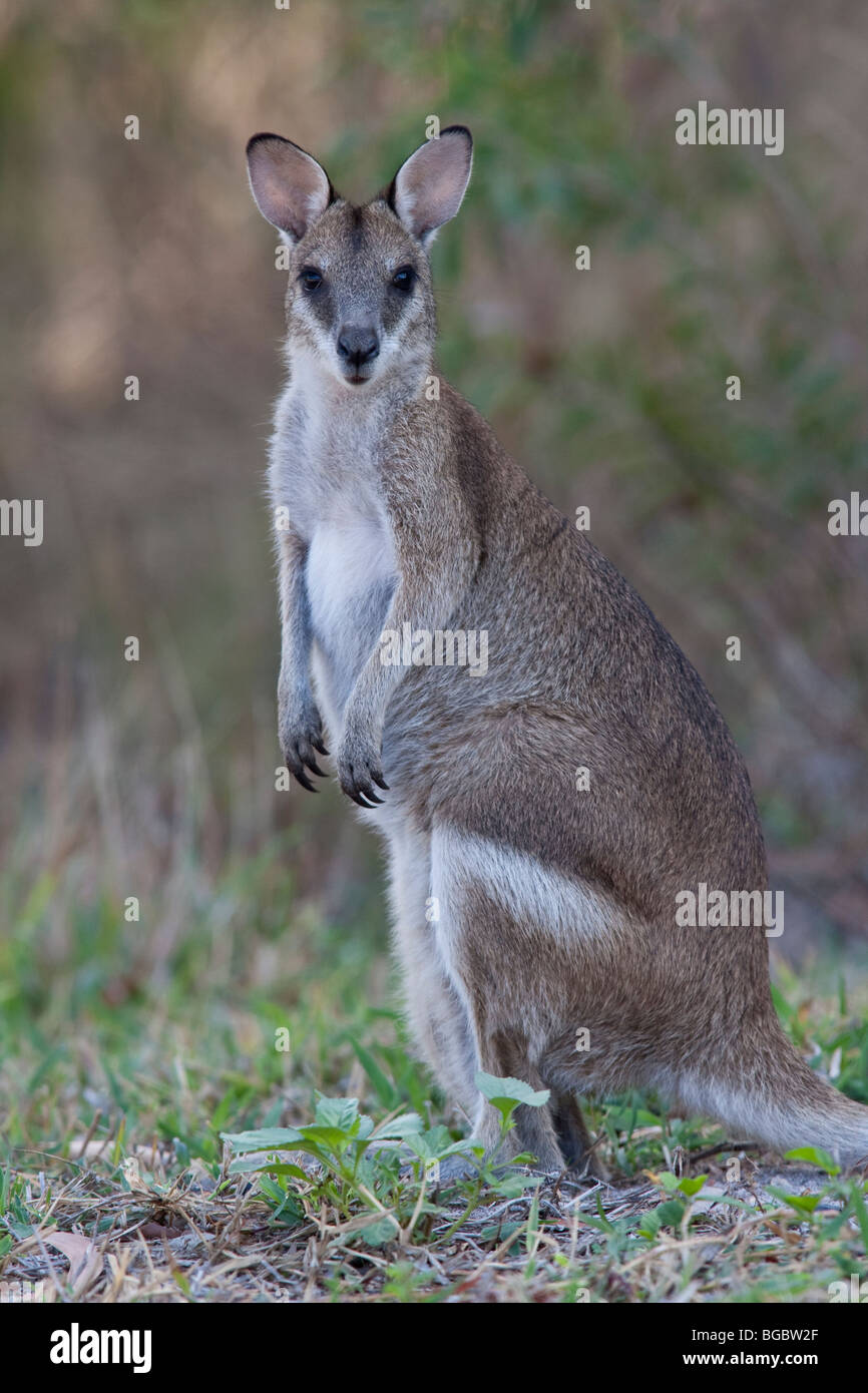 Whiptail hi-res stock photography and images - Alamy