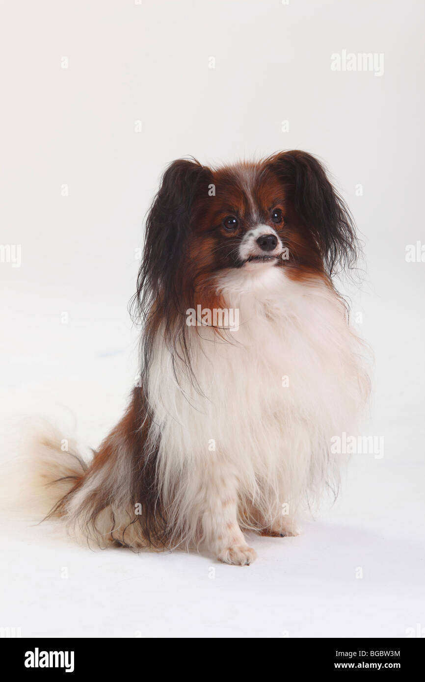Papillon / Continental Toy Spaniel, Butterfly Dog Stock Photo - Alamy