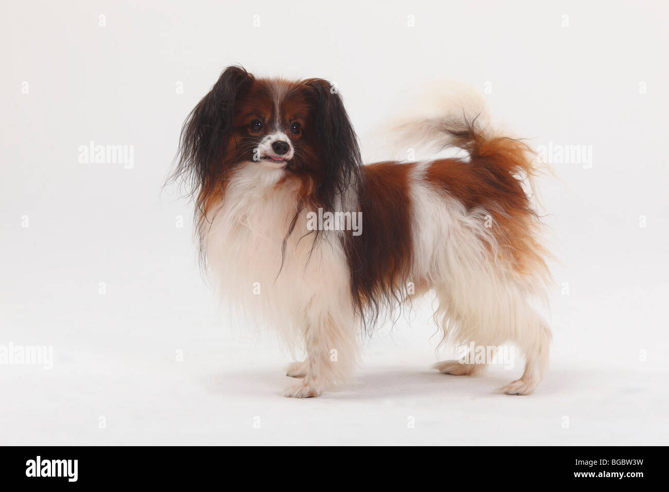 Pet spaniel dog dogs animal animals Cut Out Stock Images & Pictures - Alamy