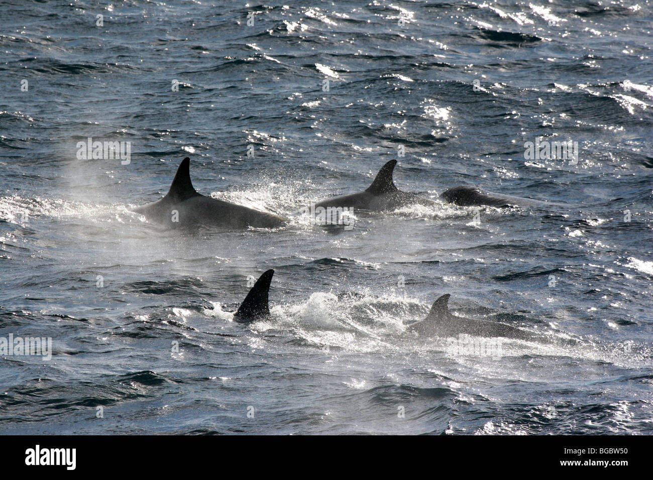 Pod of orcas orcinus orca hi-res stock photography and images - Alamy