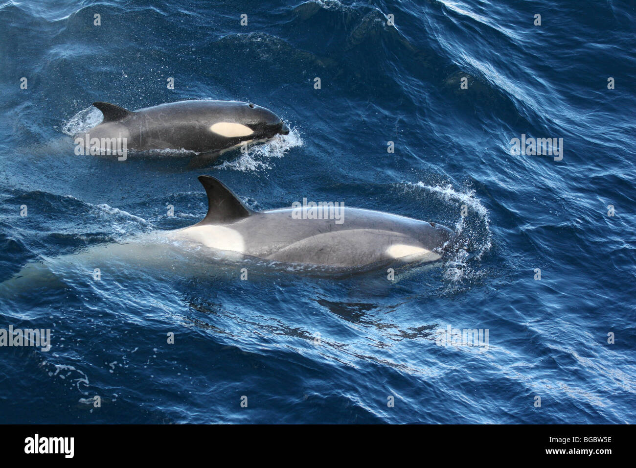 Female orca with calf in the Neumayer Channel, Antarctica Stock Photo ...