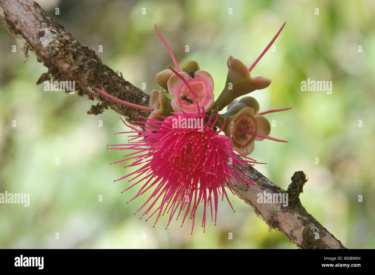? malacaw cashue family tree Kaieteur National Park Guiana Shield ...