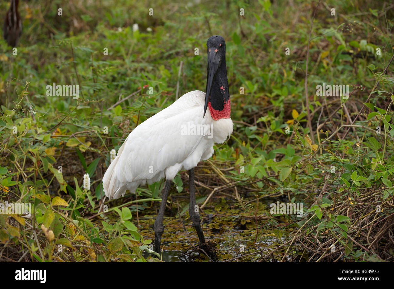 Jabiru storch jabiru hi-res stock photography and images - Alamy