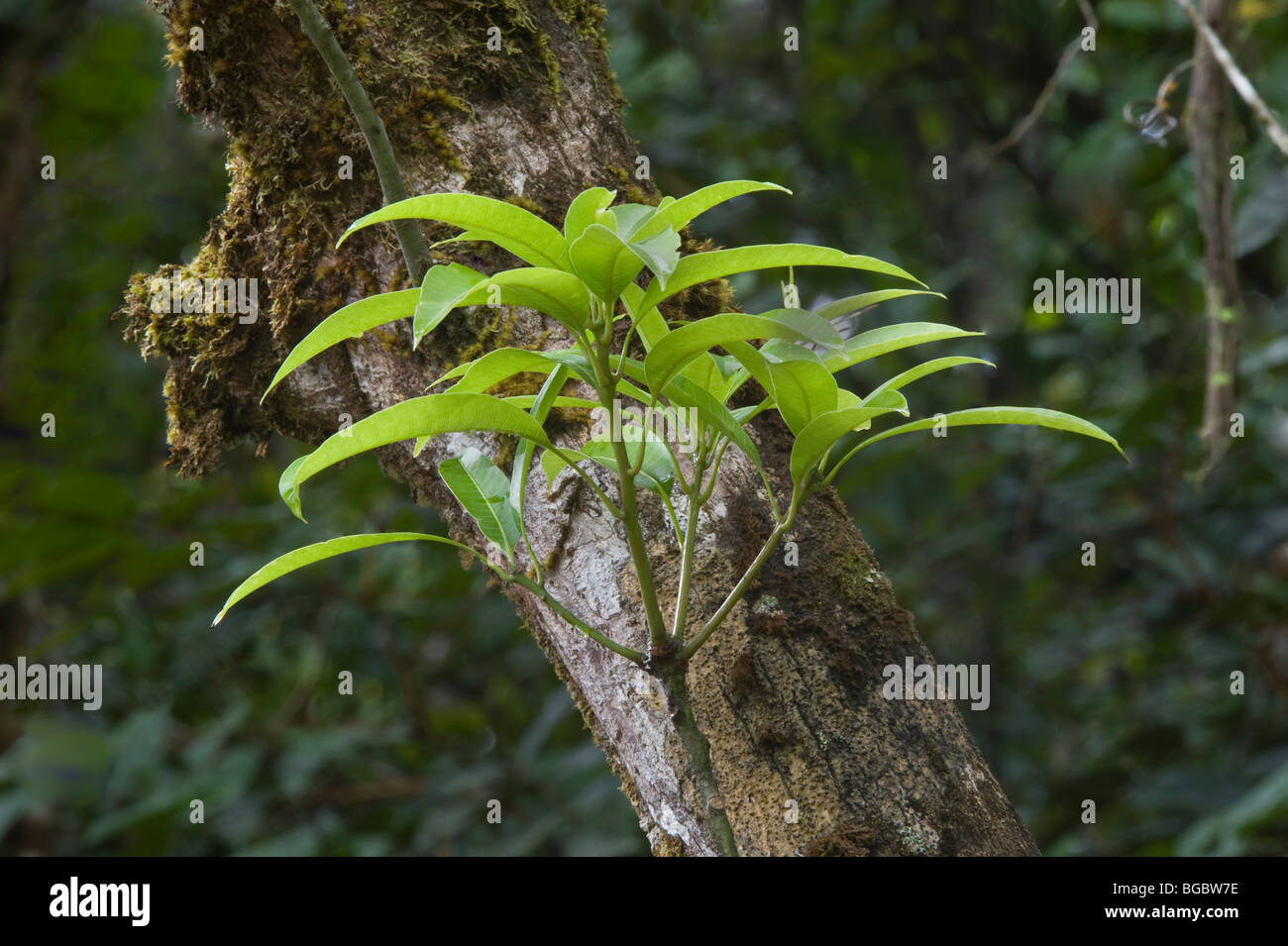 Mango (Mangifera sp.) tree trunk and branch with leaves Kaieteur ...