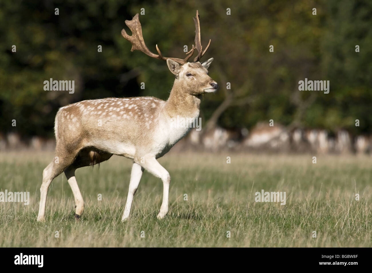Alpha deer hi-res stock photography and images - Alamy