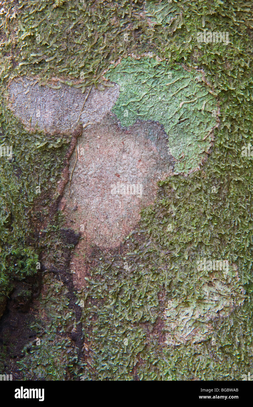 Kabukalli (Goupia glabra) close-up bark Kaieteur National Park Guiana ...