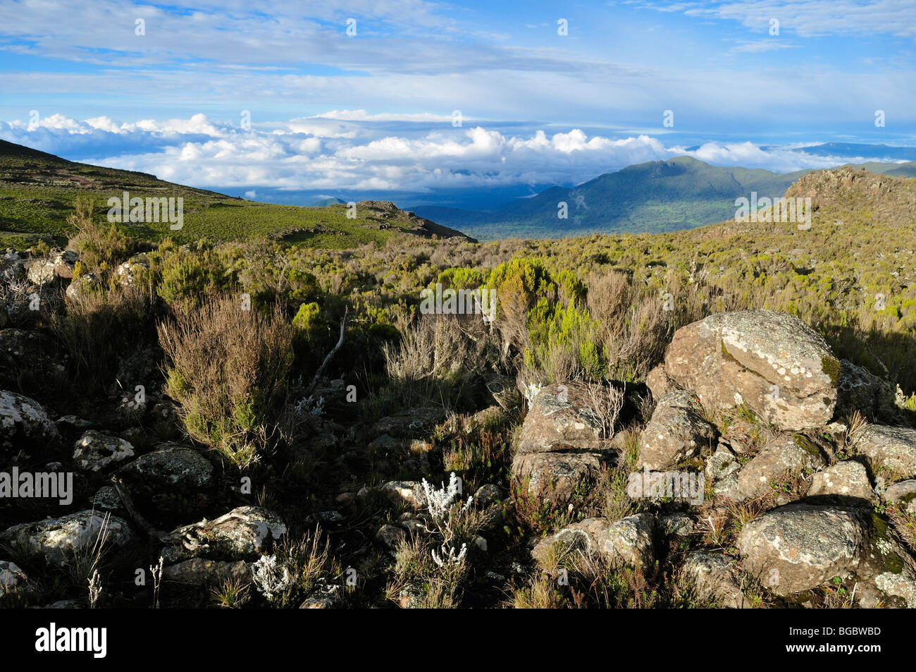 Afromontane landscape on Sanetti Plateau, Bale Mountains National Park ...