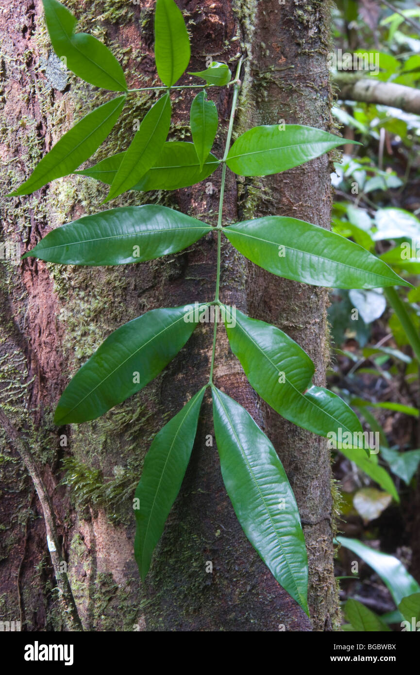 Mora (Mora excelsa) trunk and leaves Kaieteur National Park Guiana ...