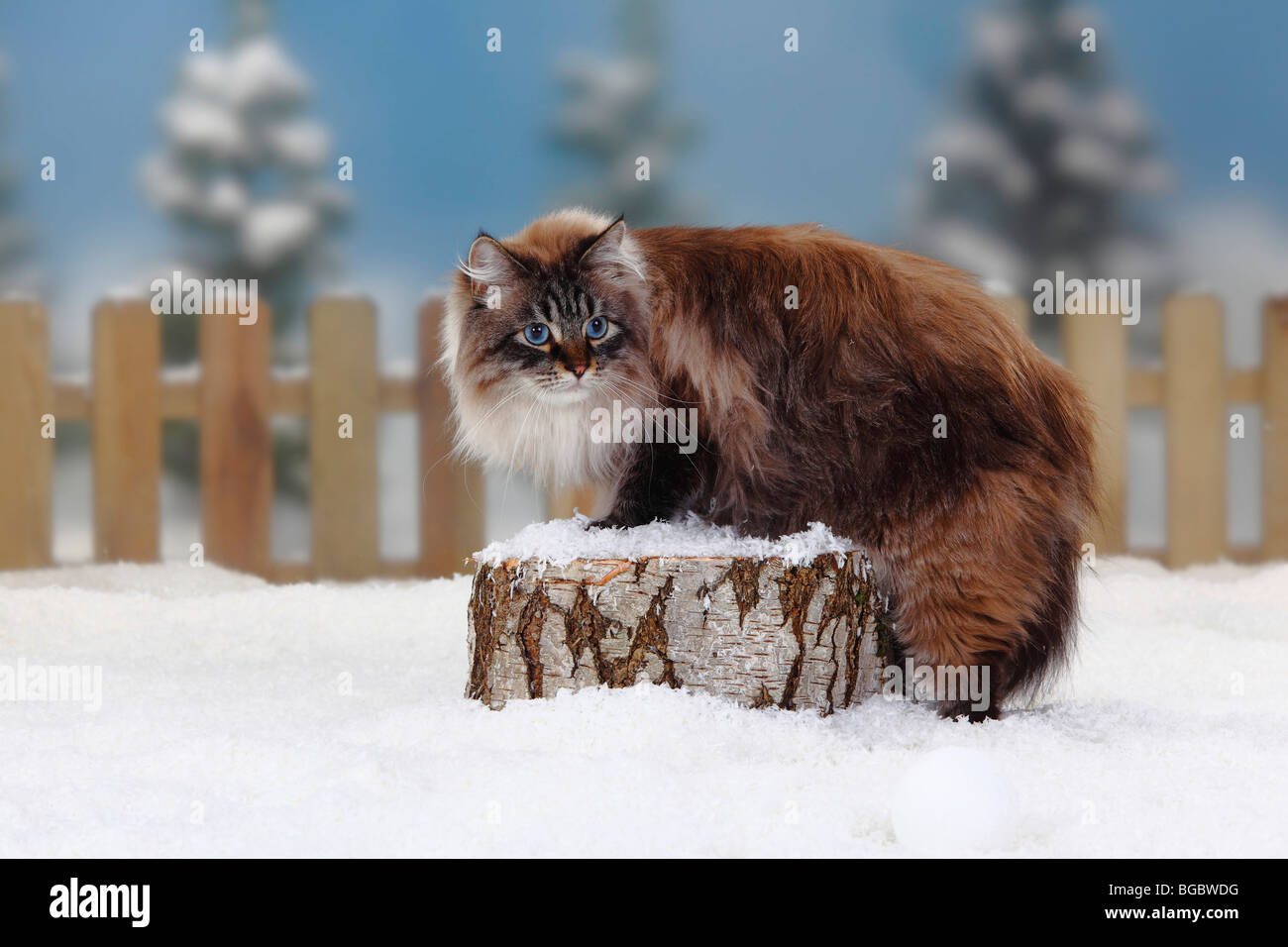 Neva Masquarade, tomcat, seal-tabby-point / Siberian Forest Cat ...