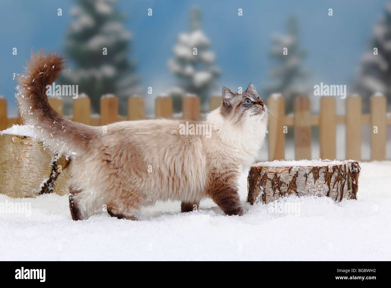 Neva Masquarade, tomcat / Siberian Forest Cat, Siberian Cat, Siberia ...