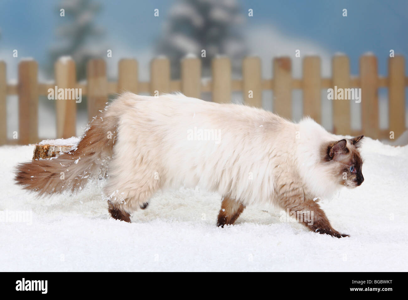 Neva Masquarade / Siberian Forest Cat, Siberian Cat, Siberia, Neva ...