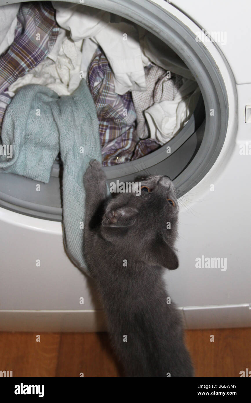 Grey kitten pulling clothes out of the washing machine Stock Photo - Alamy